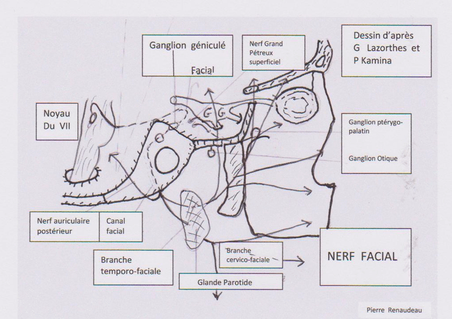 Nerf Facial VII Et VII Bis Ost o4pattes Site De L Ost opathie